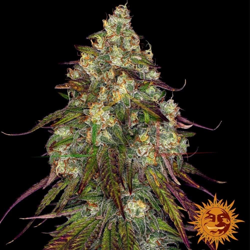 Amnesia Lemon of Barney's Farm Seed Company - Themariashop