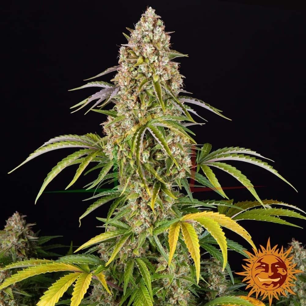 Critical Kush Auto - Autoflowering feminised Seeds- Barney's farm