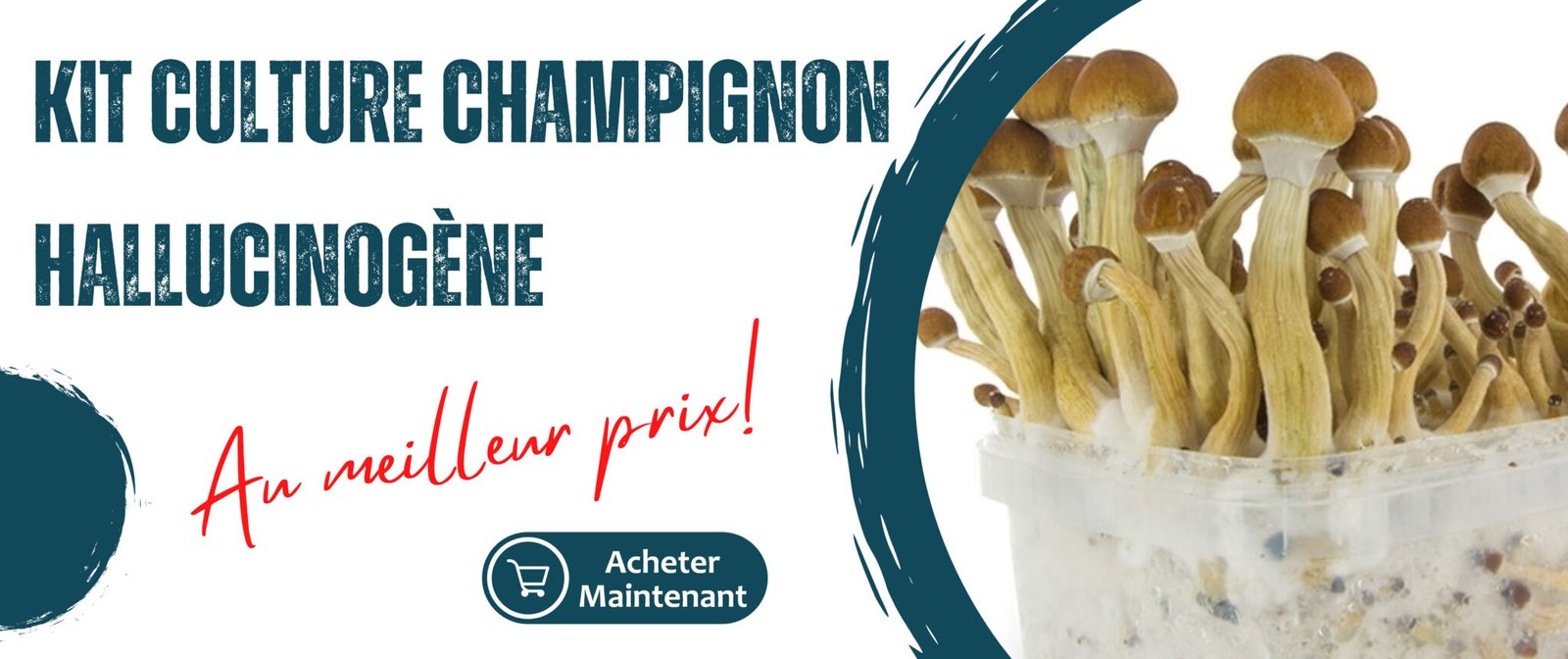 Sitemapcdatahttpsbloginf Inetcomkit Champignon Hallucinogenenull