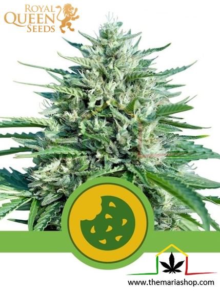 Royal Cookies Automatic - Royal Queen Seeds | Themariashop